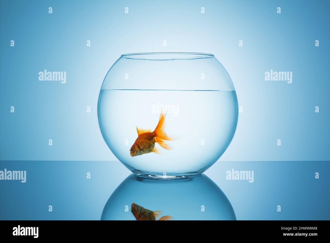 Orange fish swims alone in hi-res stock photography and images - Alamy