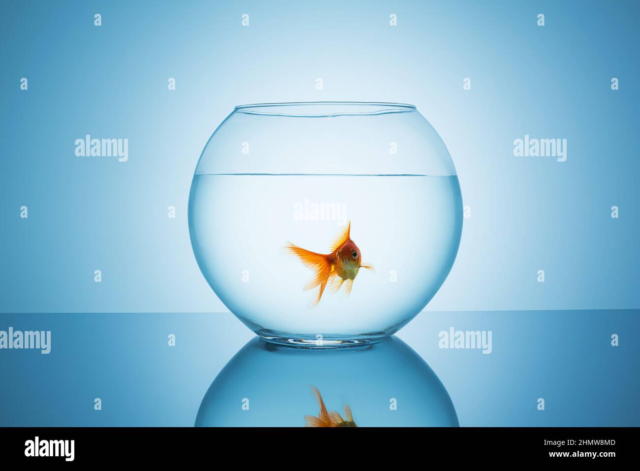 floating goldfish in a fishbowl Stock Photo - Alamy