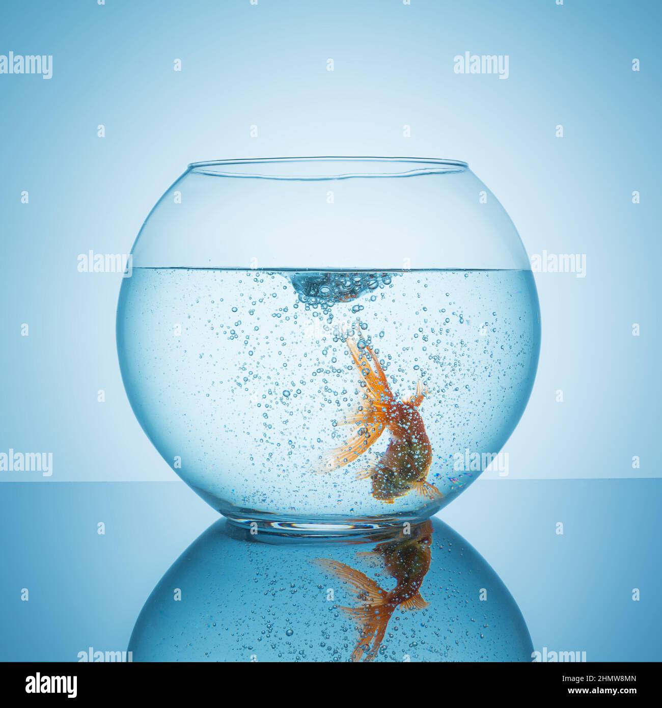 goldfish swims in bubble water in a fishbowl Stock Photo - Alamy