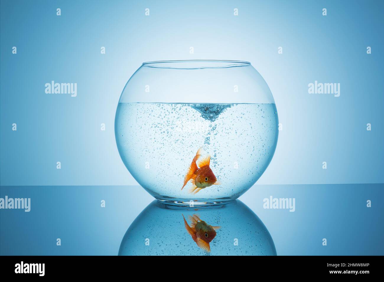 frightened goldfish in a fishbowl Stock Photo - Alamy