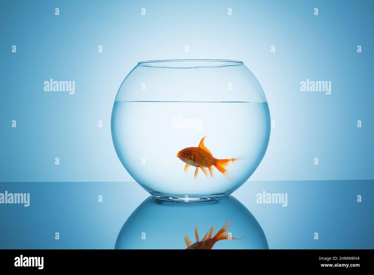 goldfish open mouth in a fishbowl Stock Photo - Alamy