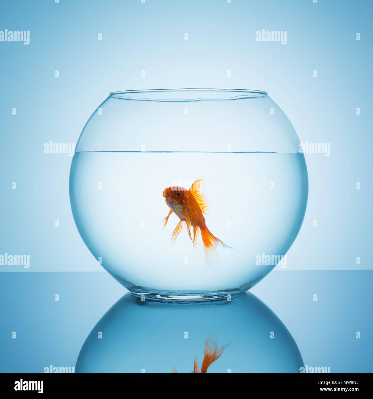 screaming goldfish in a fishbowl Stock Photo - Alamy