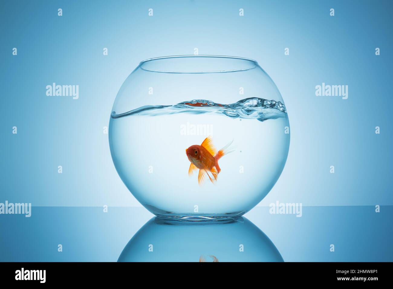 goldfish open mouth in a fishbowl Stock Photo - Alamy