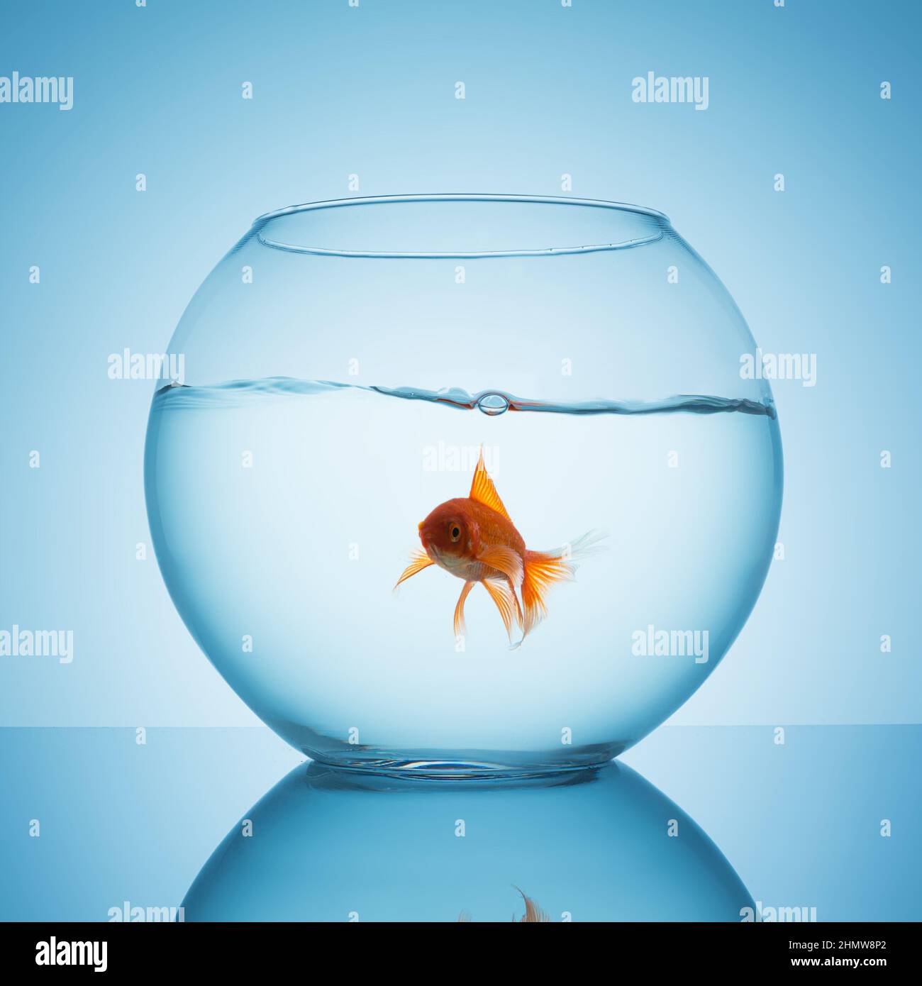 goldfish in a fishbowl with water Stock Photo - Alamy