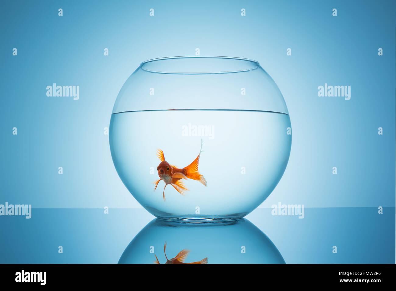 shocked goldfish in a fishbowl Stock Photo - Alamy