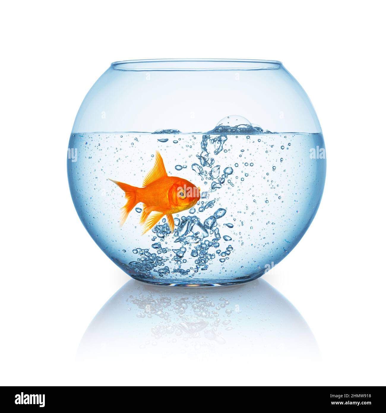 Frightened animal in a ball hi-res stock photography and images - Alamy