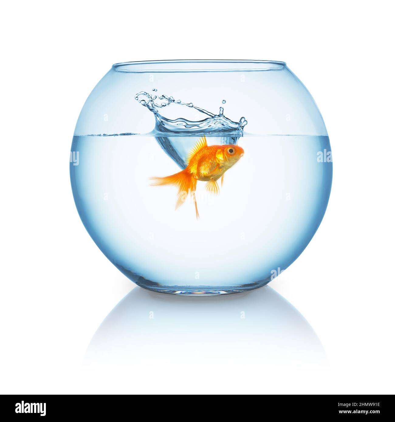 goldfish splashes in a fishbowl Stock Photo - Alamy