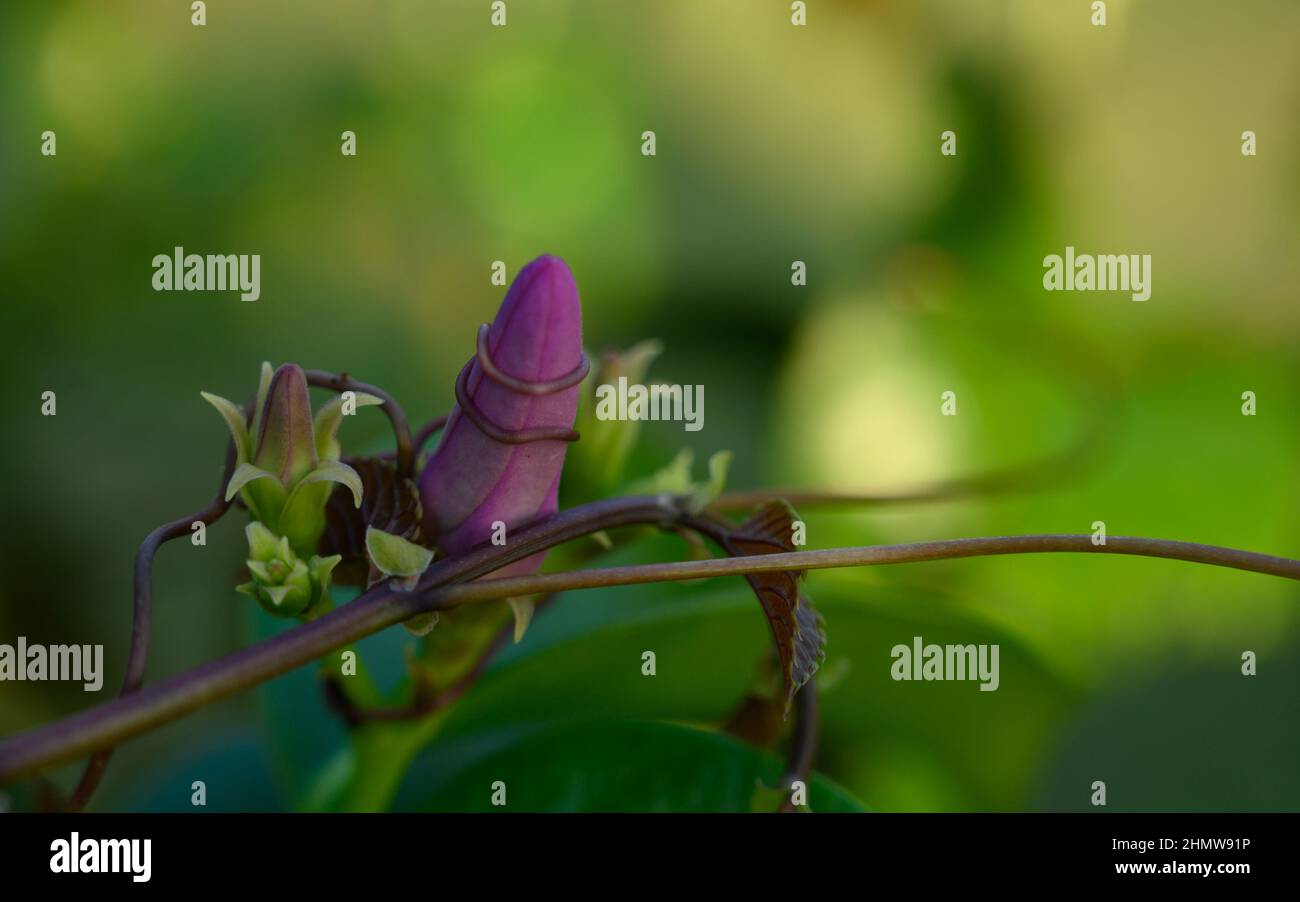 Photo of purple flower taken on the beach of the atlantic ocean in the ...