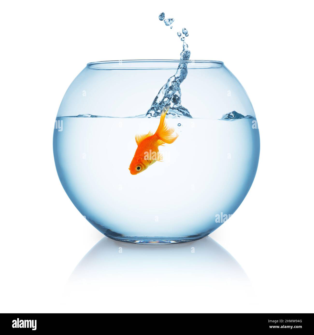 goldfish jumping in a fishbowl Stock Photo - Alamy