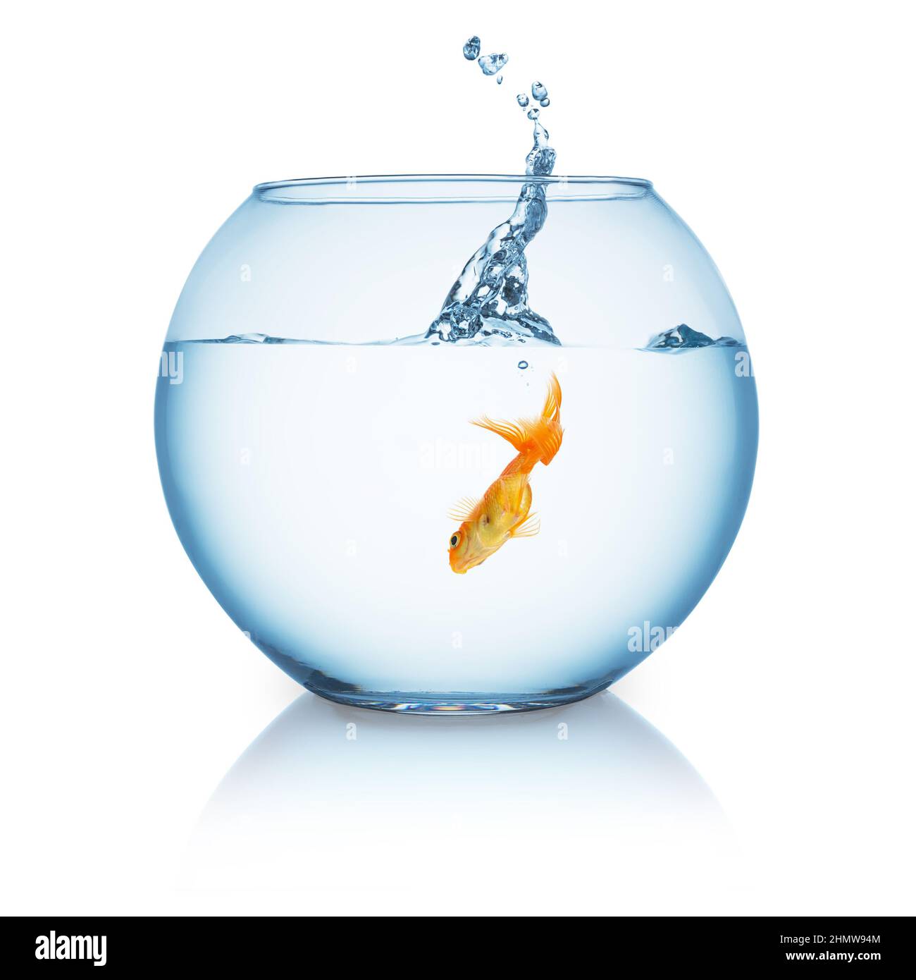 gold fish jumping in to a fishbowl Stock Photo - Alamy