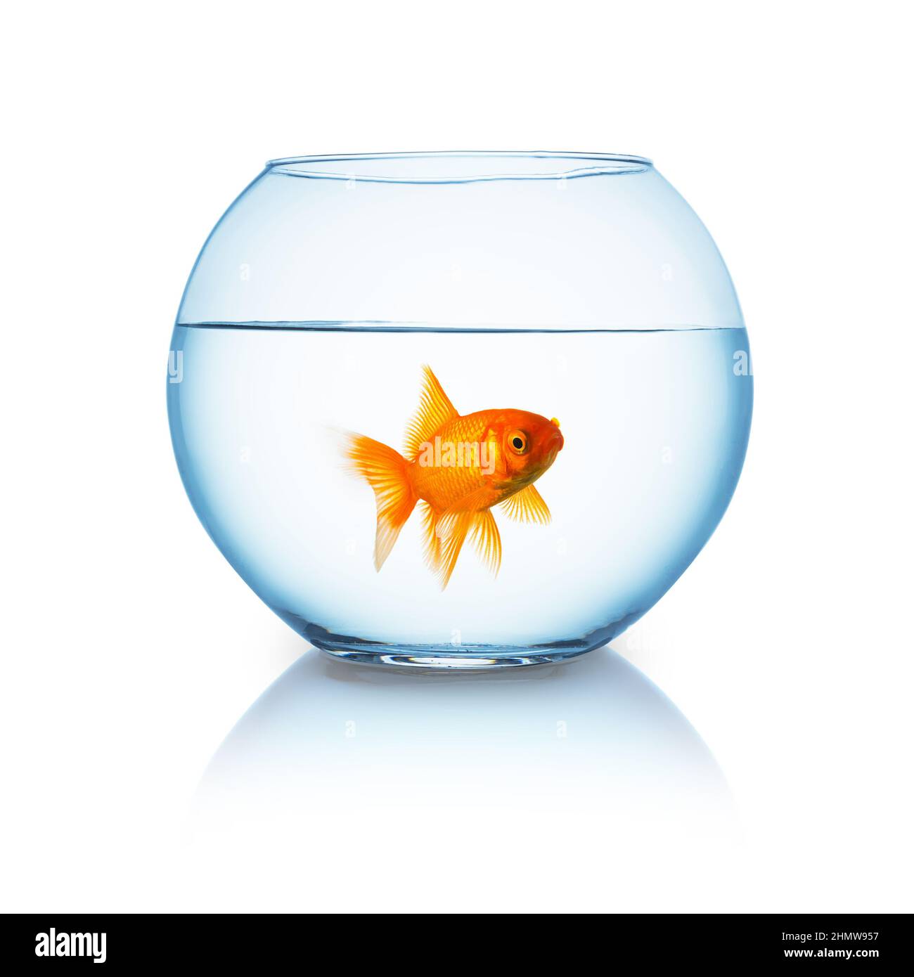 Angry Goldfish