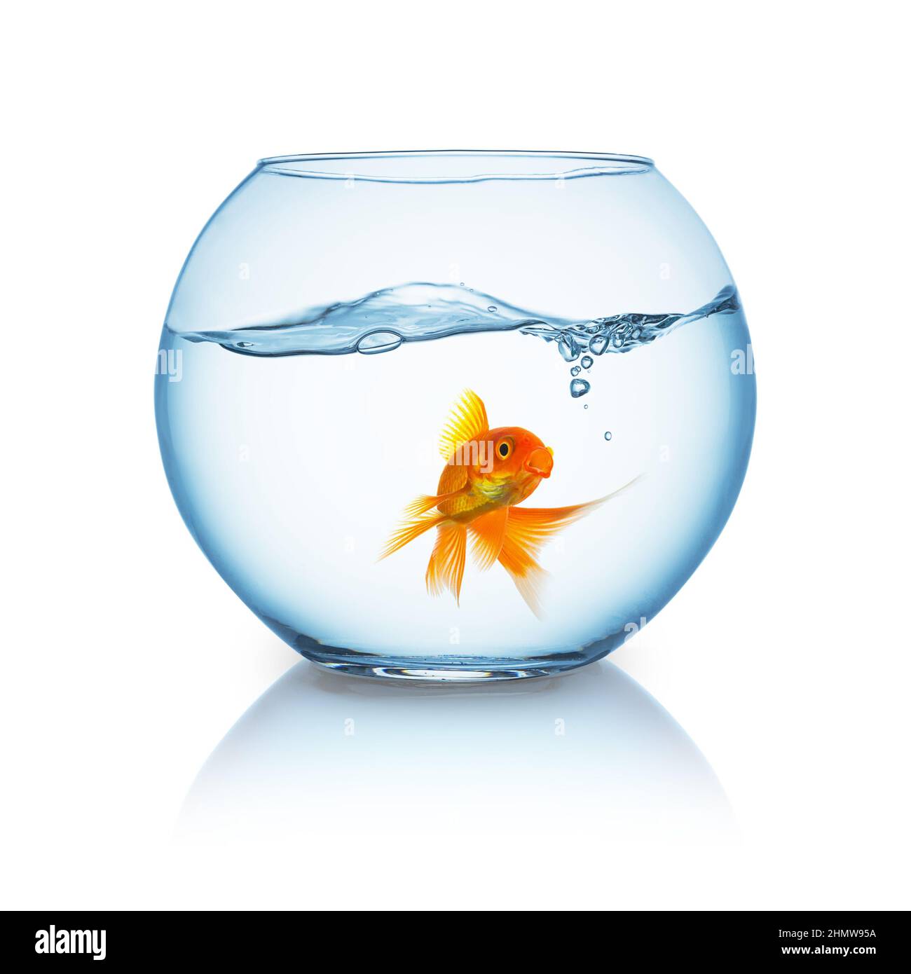 beautiful goldfish in a fishbowl Stock Photo - Alamy
