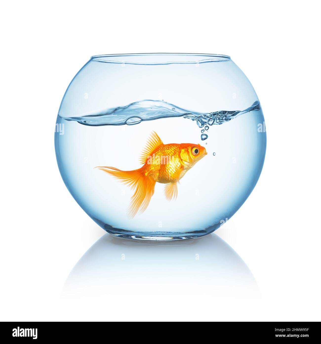 Frightened animal in a ball hi-res stock photography and images - Alamy