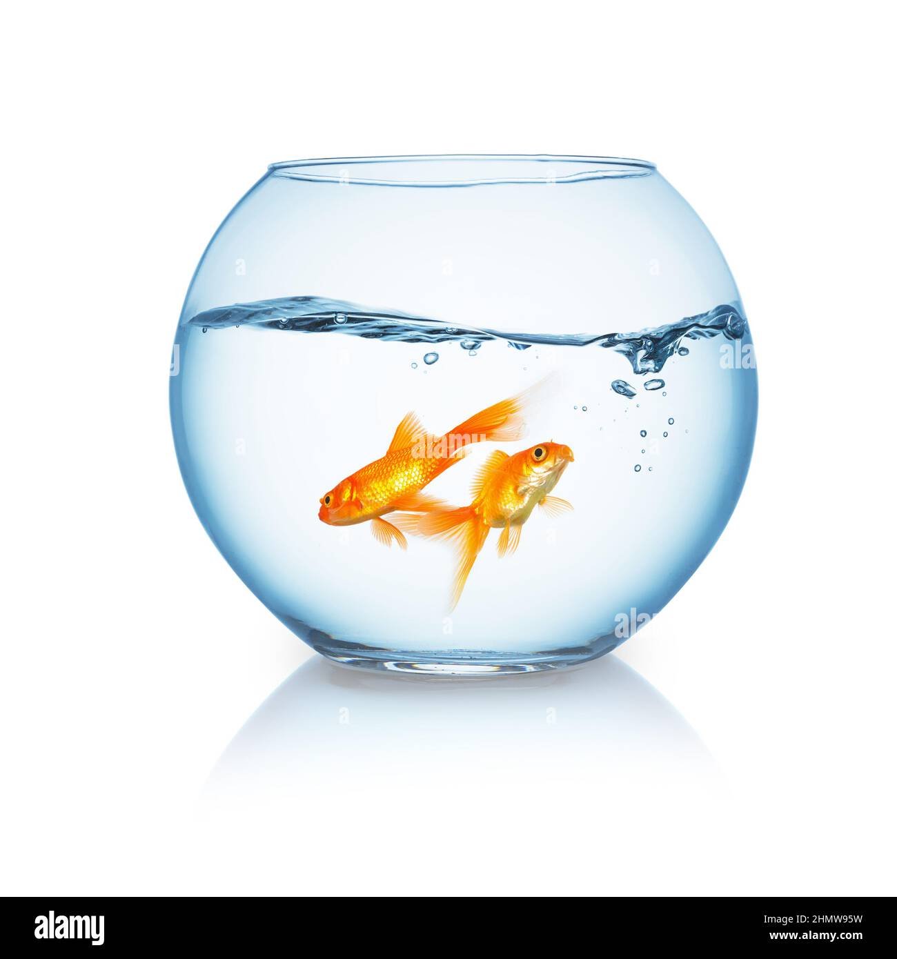 goldfishes swims in a fishbowl Stock Photo - Alamy