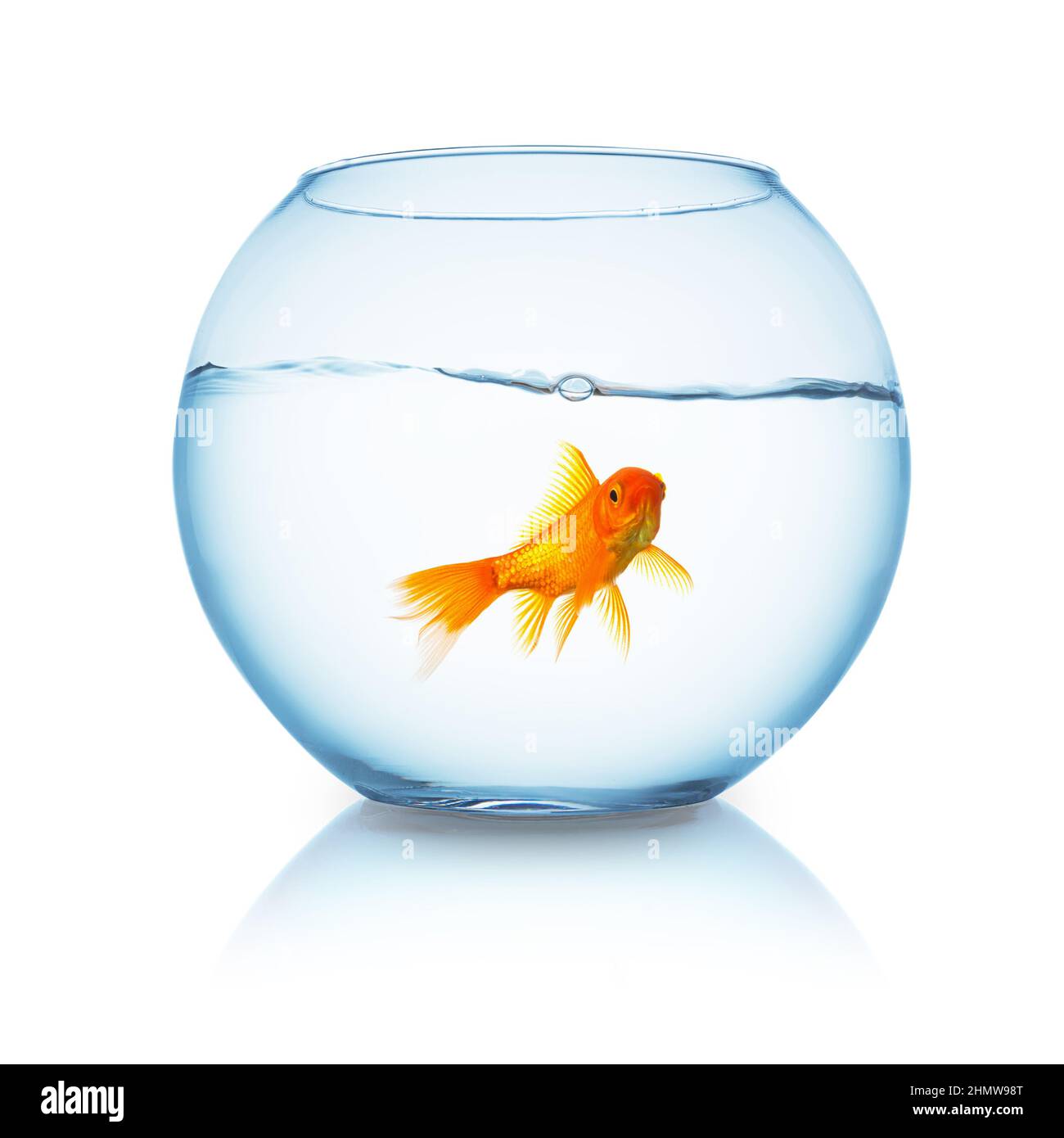 Goldfish ball hi-res stock photography and images - Alamy