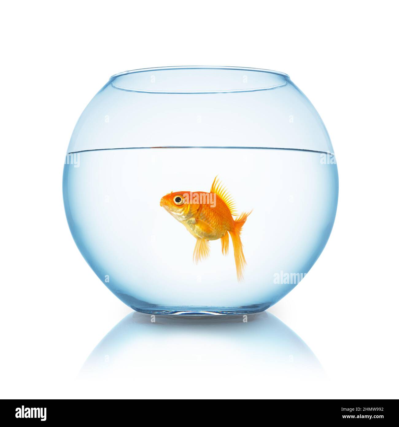 Frightened animal in a ball hi-res stock photography and images - Alamy