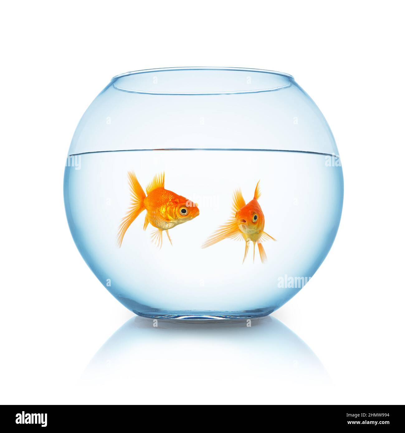 Gold fish ball hi-res stock photography and images - Alamy