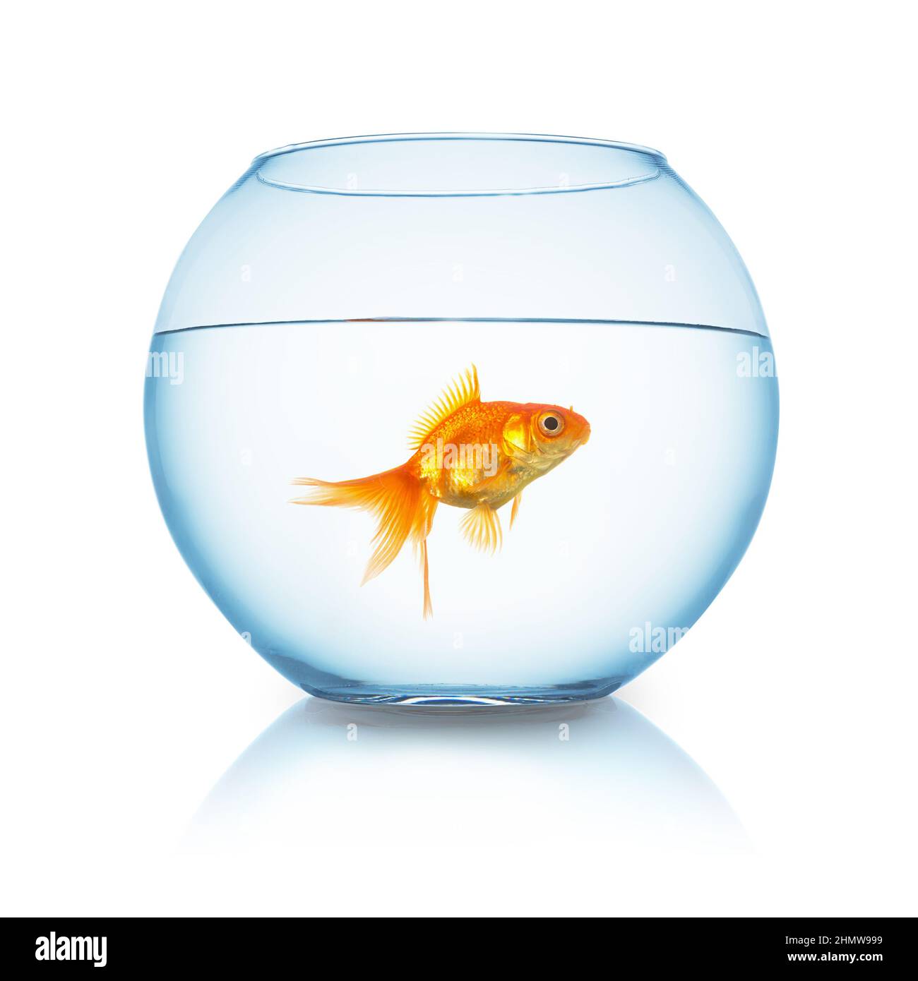 Gold fish in a fishbowl Stock Photo - Alamy