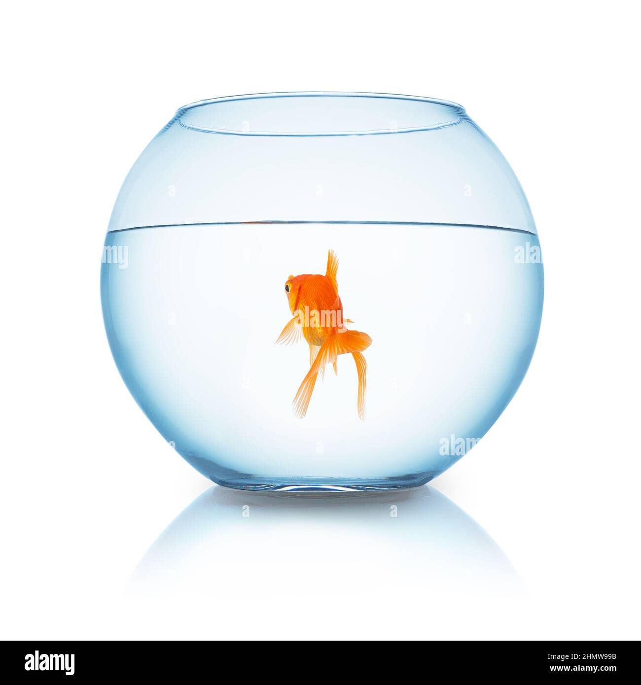 goldfish swims in a fishbowl Stock Photo - Alamy