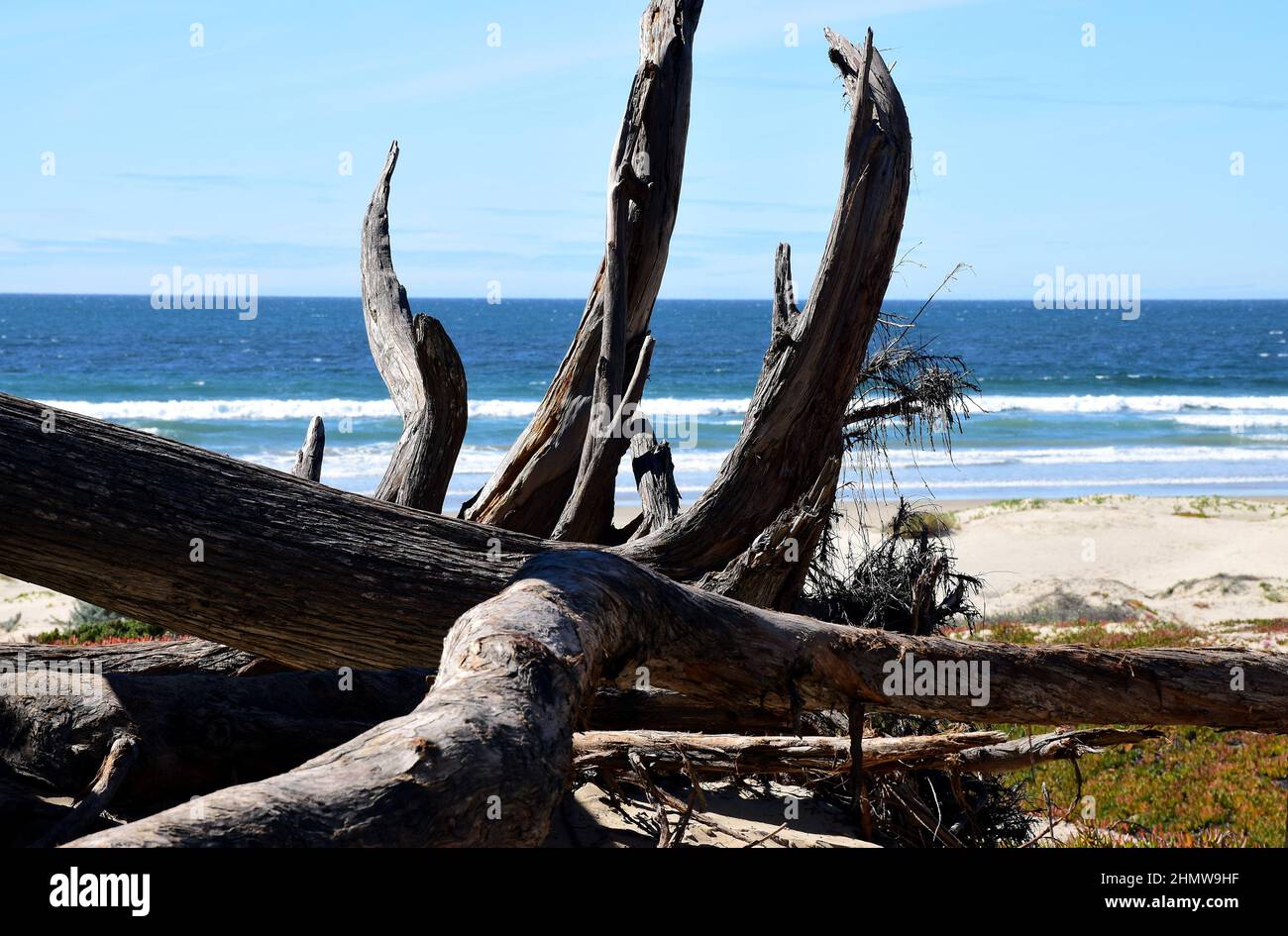 Old driftwood log on the beach hi-res stock photography and images - Alamy