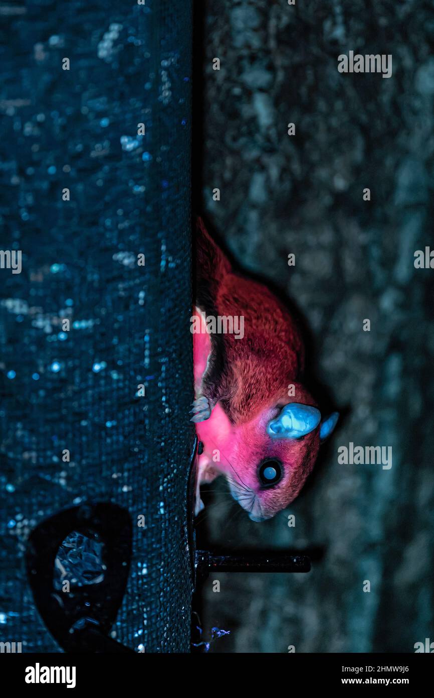 Southern Flying Squirrel, Glaucomys volans, exhibiting biofluorescence ...