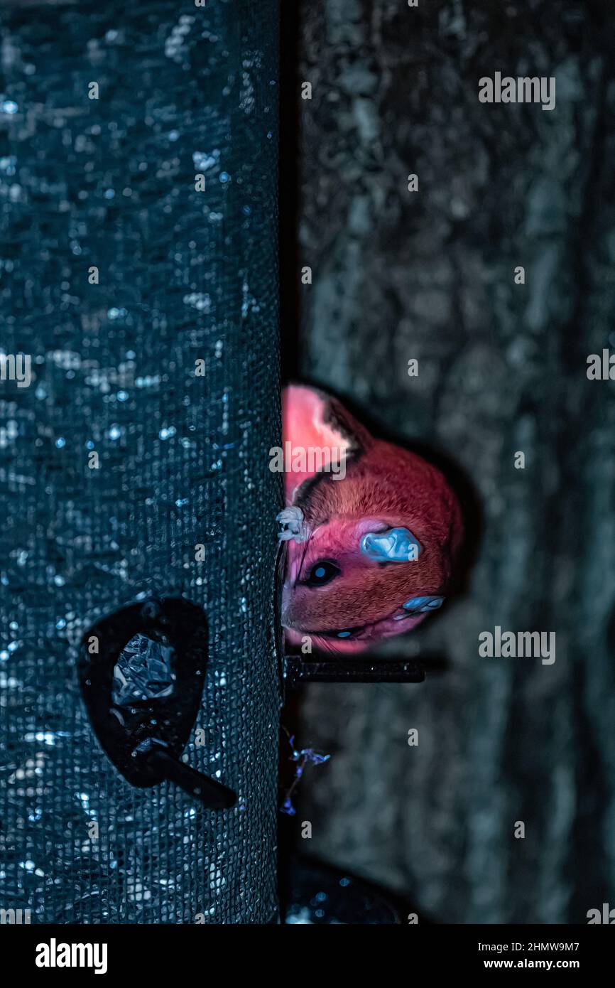 Southern Flying Squirrel, Glaucomys volans, exhibiting biofluorescence ...