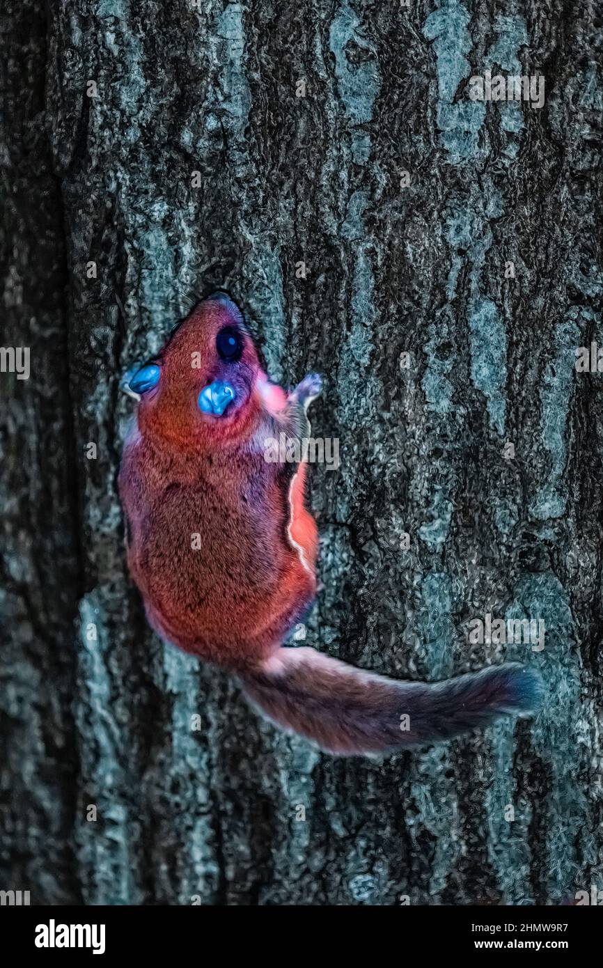 Southern Flying Squirrel, Glaucomys volans, exhibiting biofluorescence ...