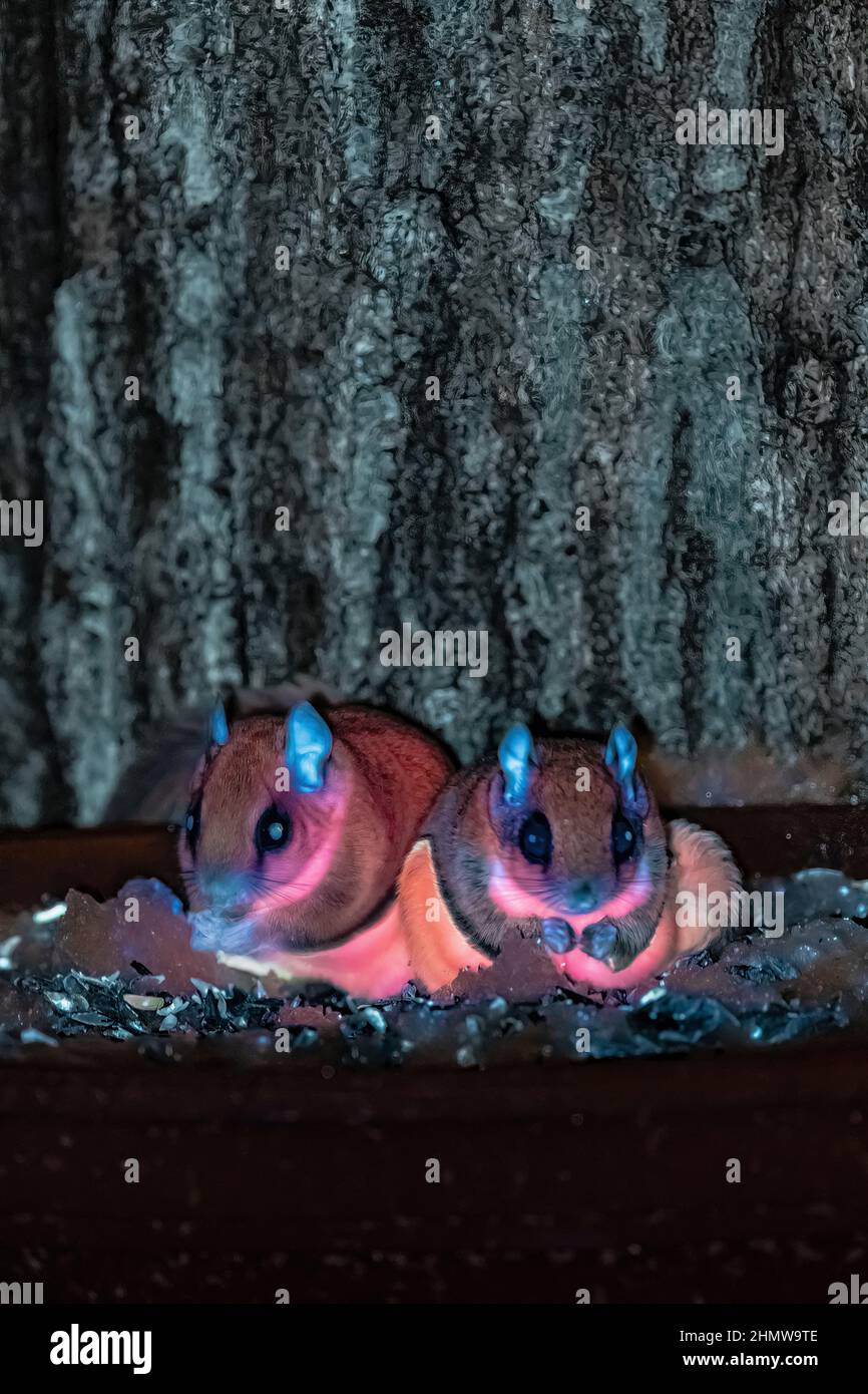 Southern Flying Squirrel, Glaucomys volans, exhibiting biofluorescence ...