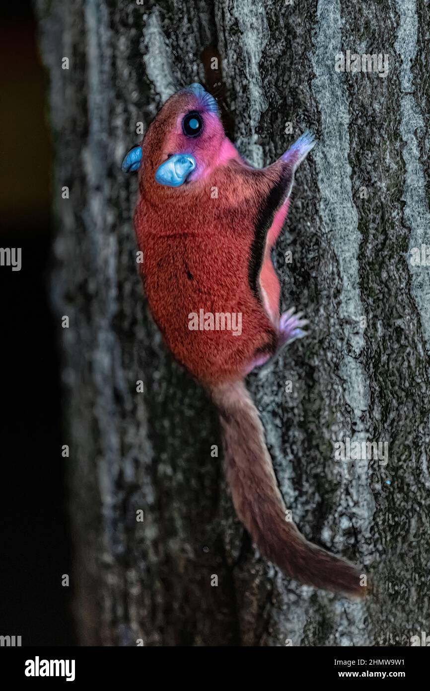 Southern Flying Squirrel, Glaucomys volans, exhibiting biofluorescence ...