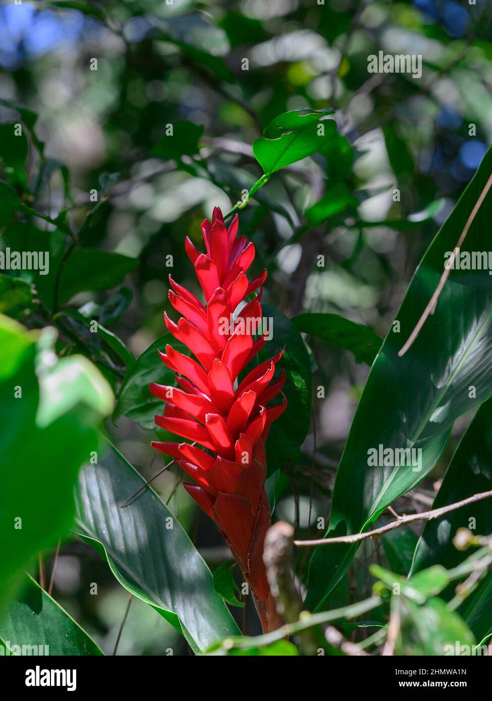 The photo of the flower was taken in the jungle of the Caribbean island ...