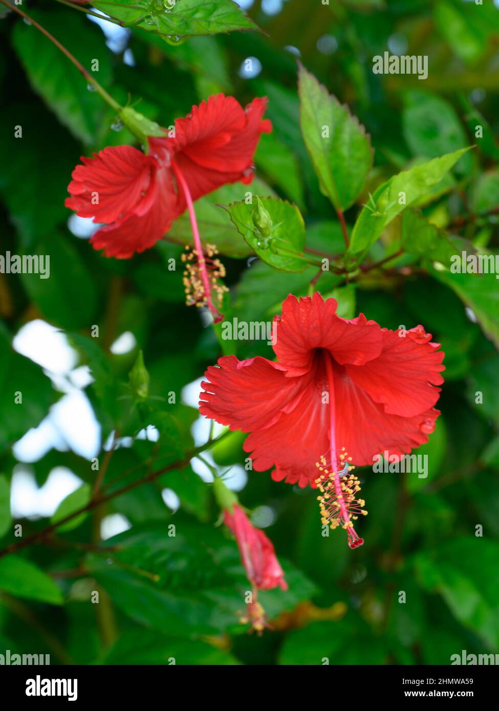 Dominican republic flower red hi-res stock photography and images - Alamy