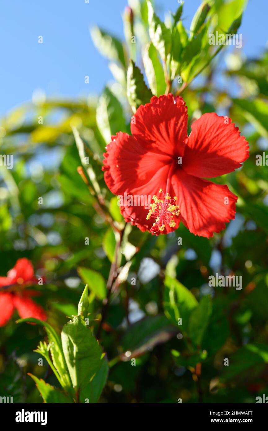 Dominican republic flower red hi-res stock photography and images - Alamy