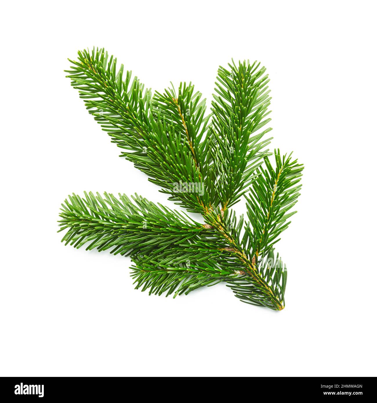 Fir branch garland spruce Cut Out Stock Images & Pictures - Alamy