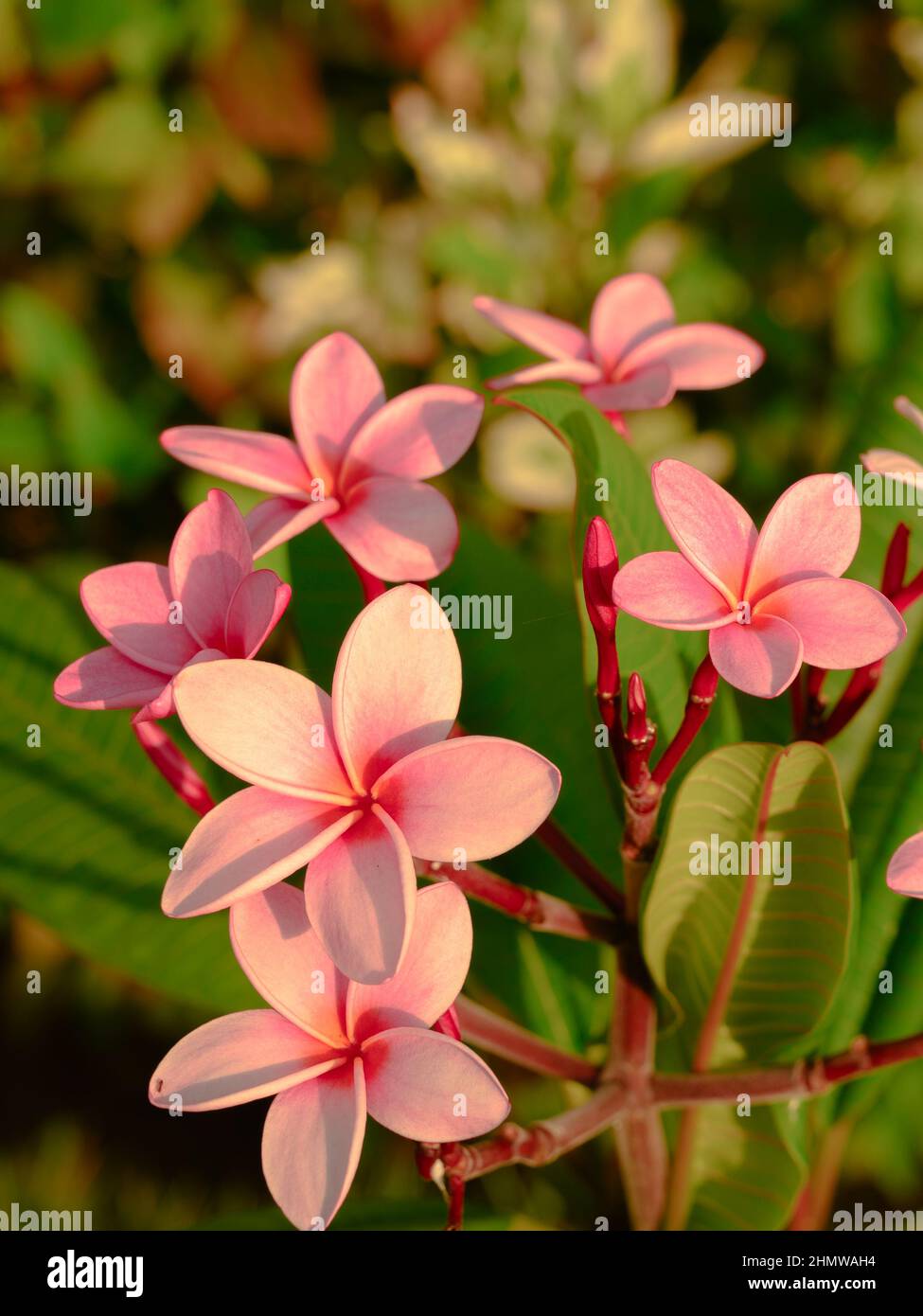 Photo flowers was taken in the Dominican Republic in April, on an early ...