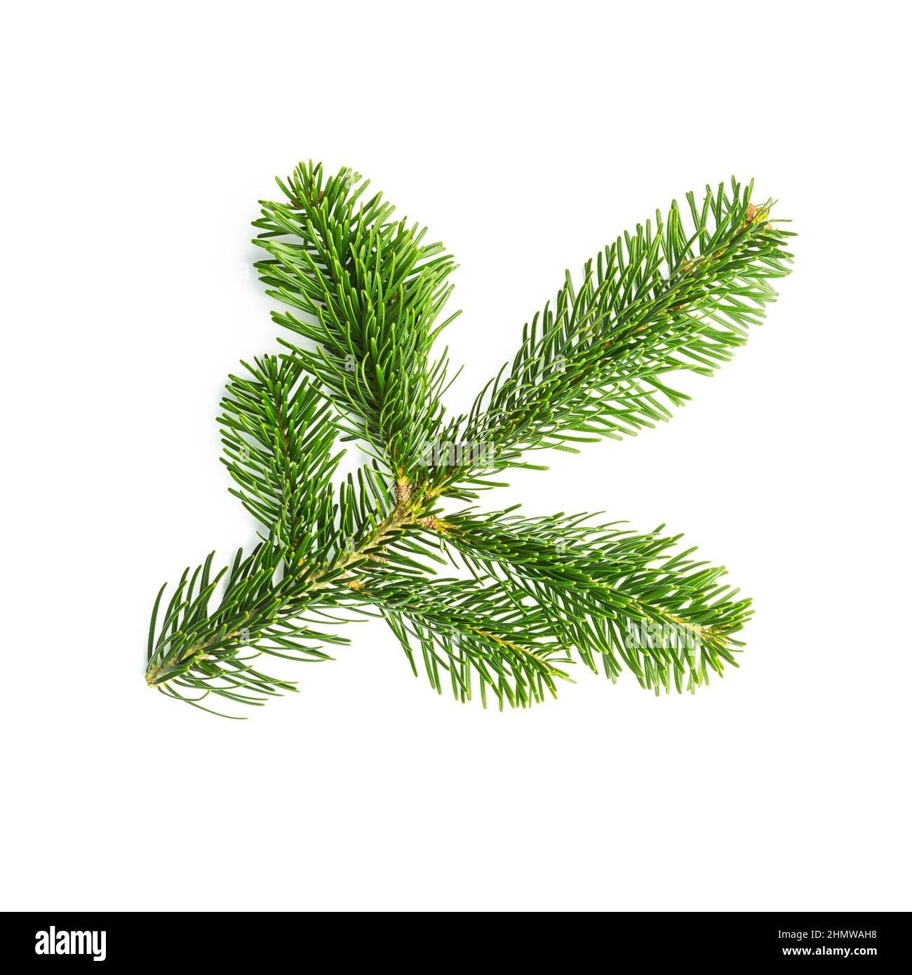 Dense fir tree Cut Out Stock Images & Pictures - Alamy