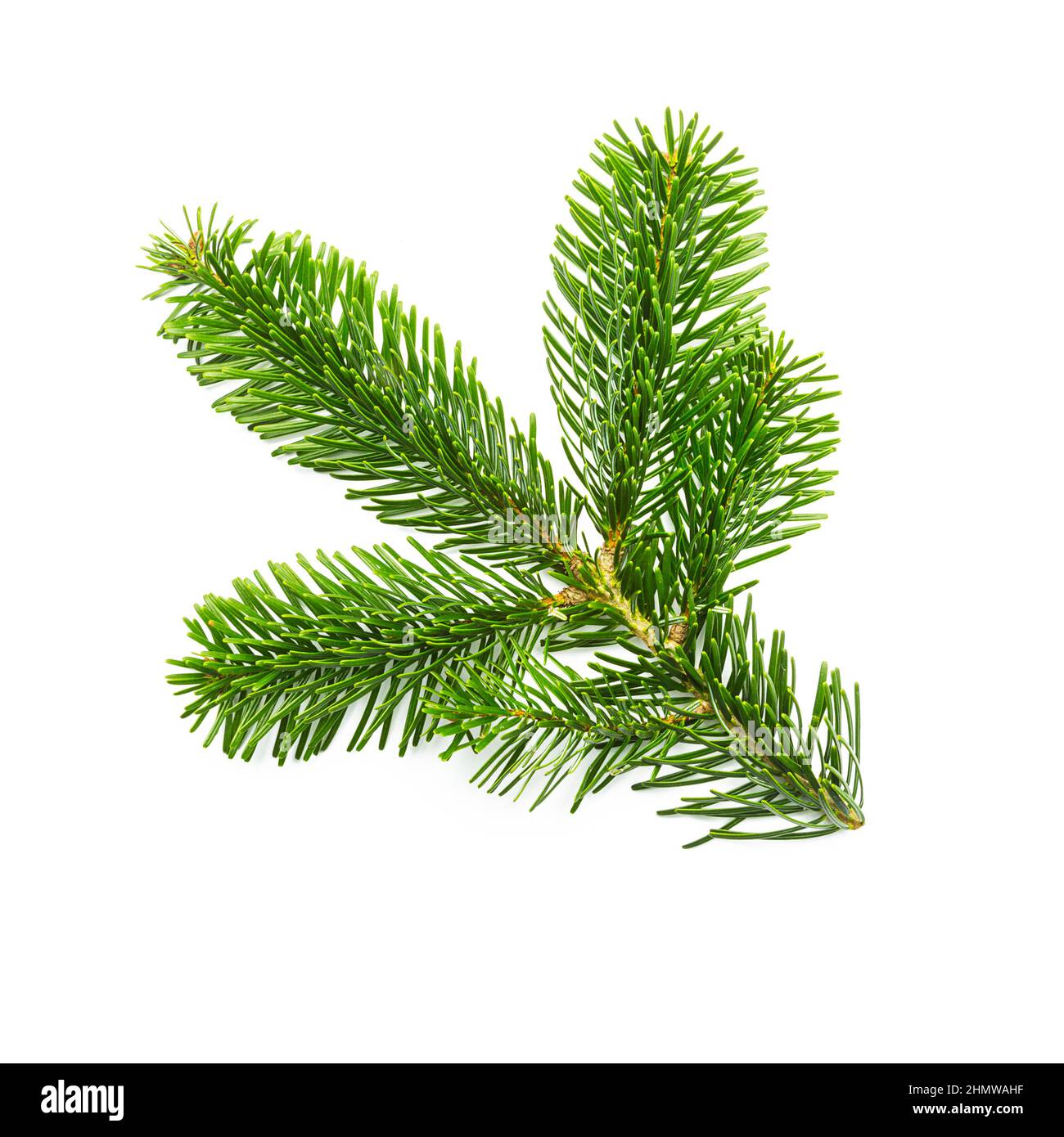 Conifer branche hi-res stock photography and images - Alamy