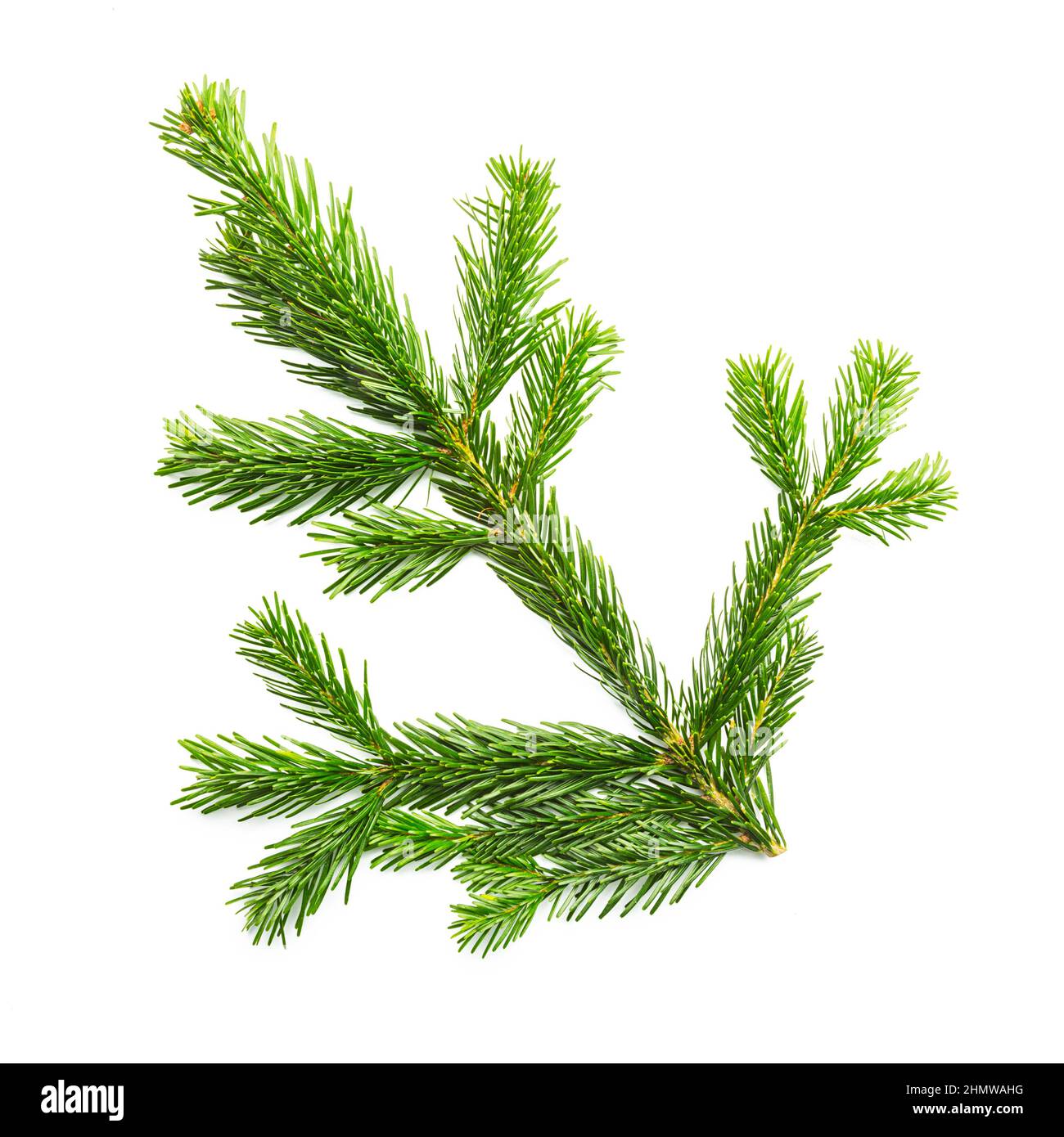 Branches of big tree Cut Out Stock Images & Pictures - Alamy