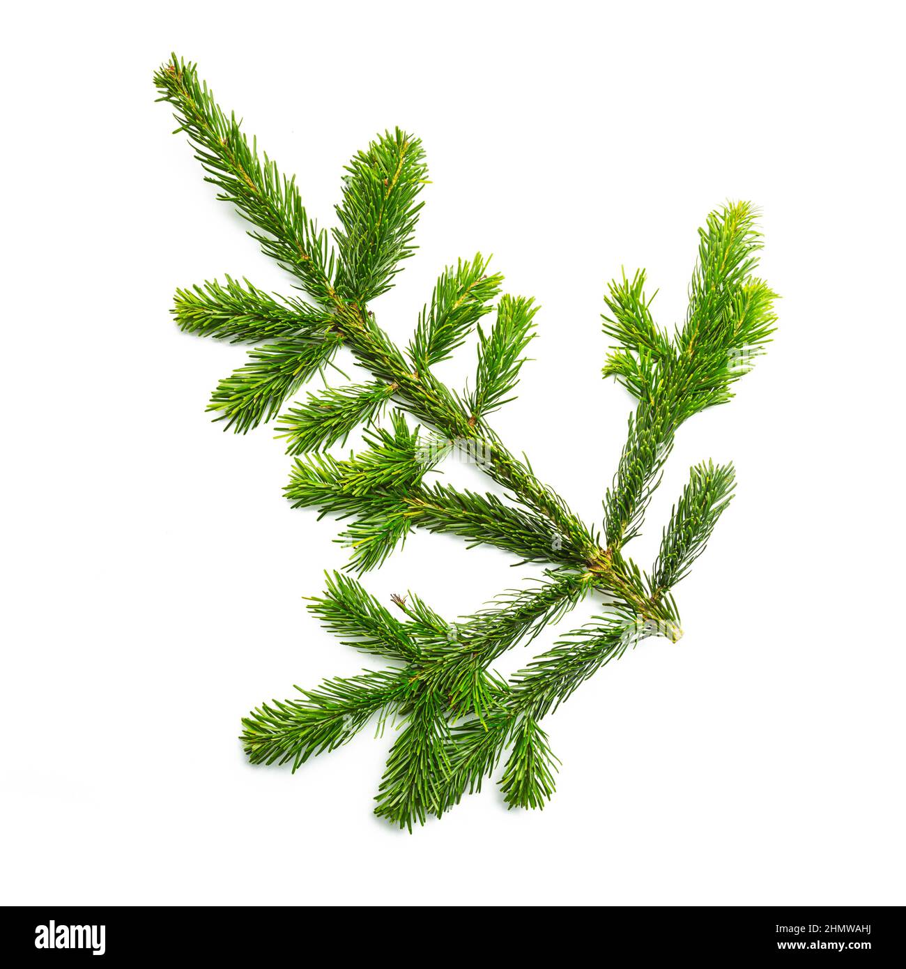 fir branche arm Stock Photo - Alamy