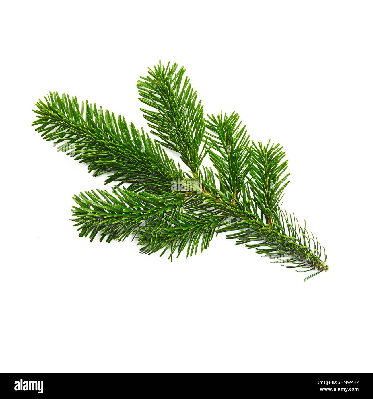 single fir branche Stock Photo - Alamy