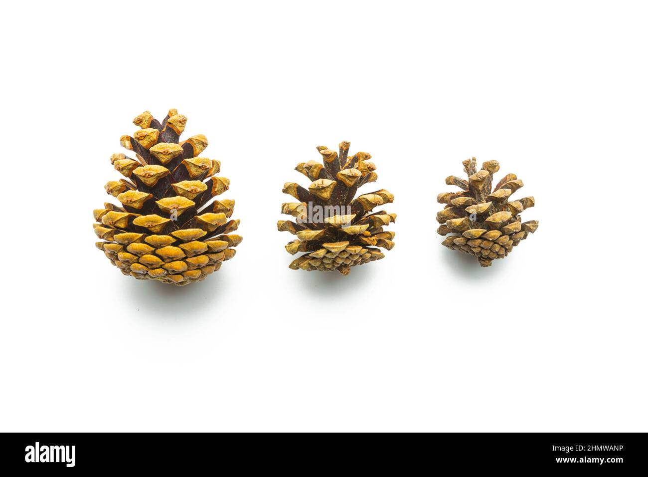 pine cones in different sizes Stock Photo - Alamy