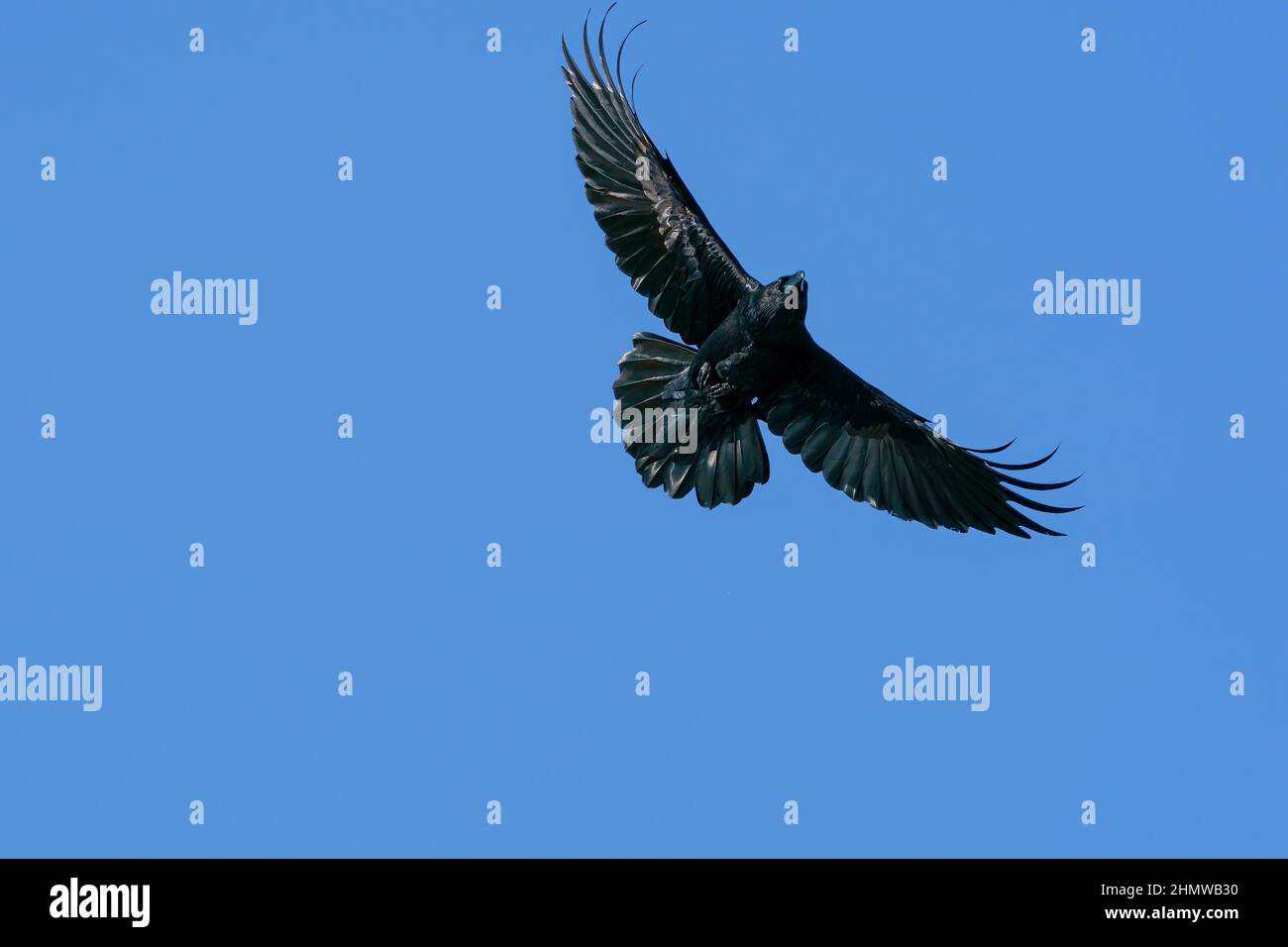 Common raven in full flight hi-res stock photography and images - Alamy