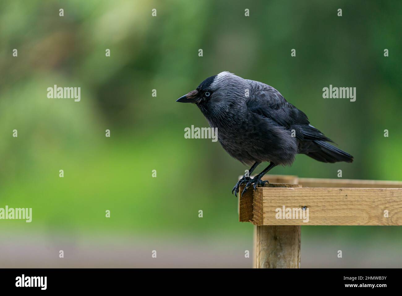 STAVANGER, NORWAY - 2020 JULY 06. Portrait of single jackdaw bird ...