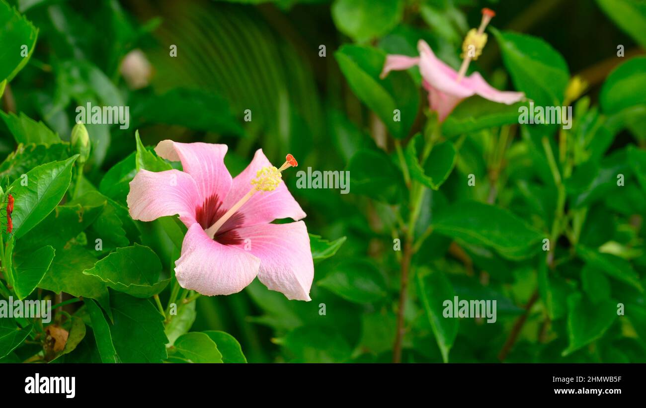 The photo was taken in the Dominican Republic in April, on an early ...