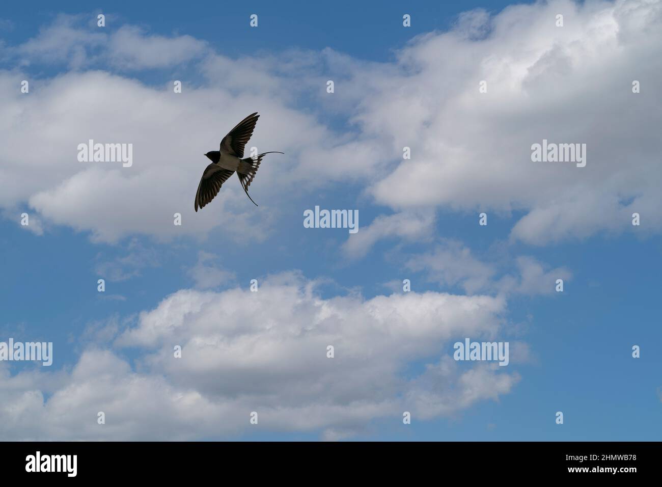 ULSTEINVIK, NORWAY - 2020 APRIL 25. The Barn Swallow bird is a small ...