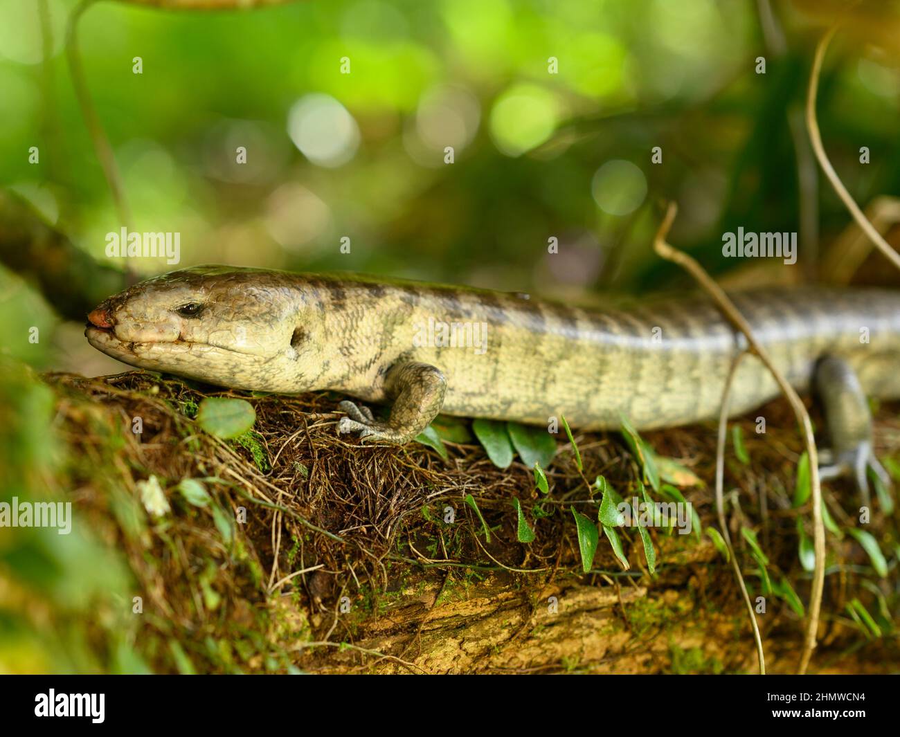 The photo of rare lizard was taken high in the mountains on the island ...