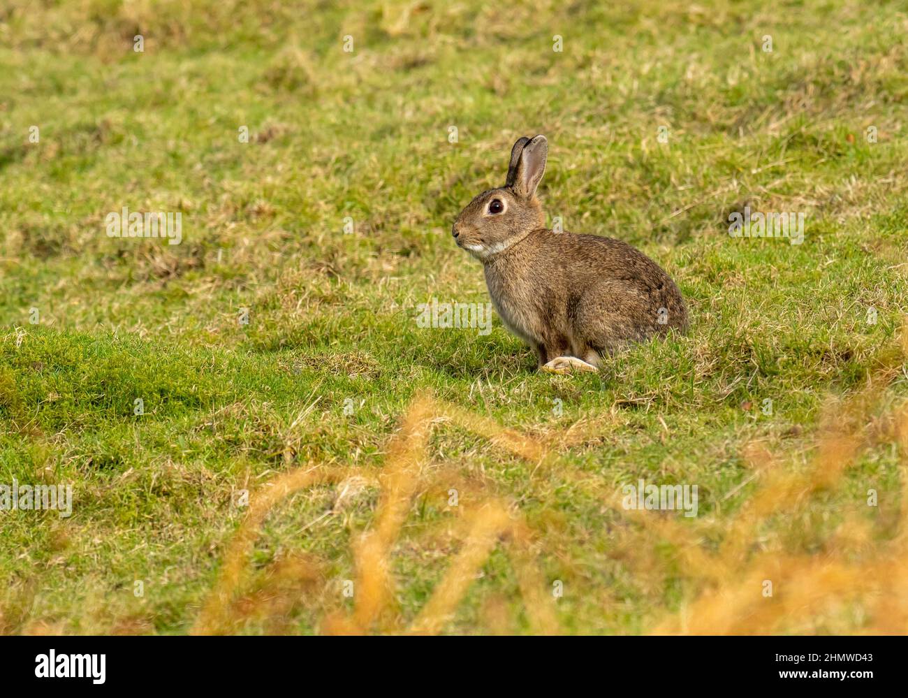 Rabbit, Oryctolagus cuniculus in Ambleside, Lake District, UK Stock ...