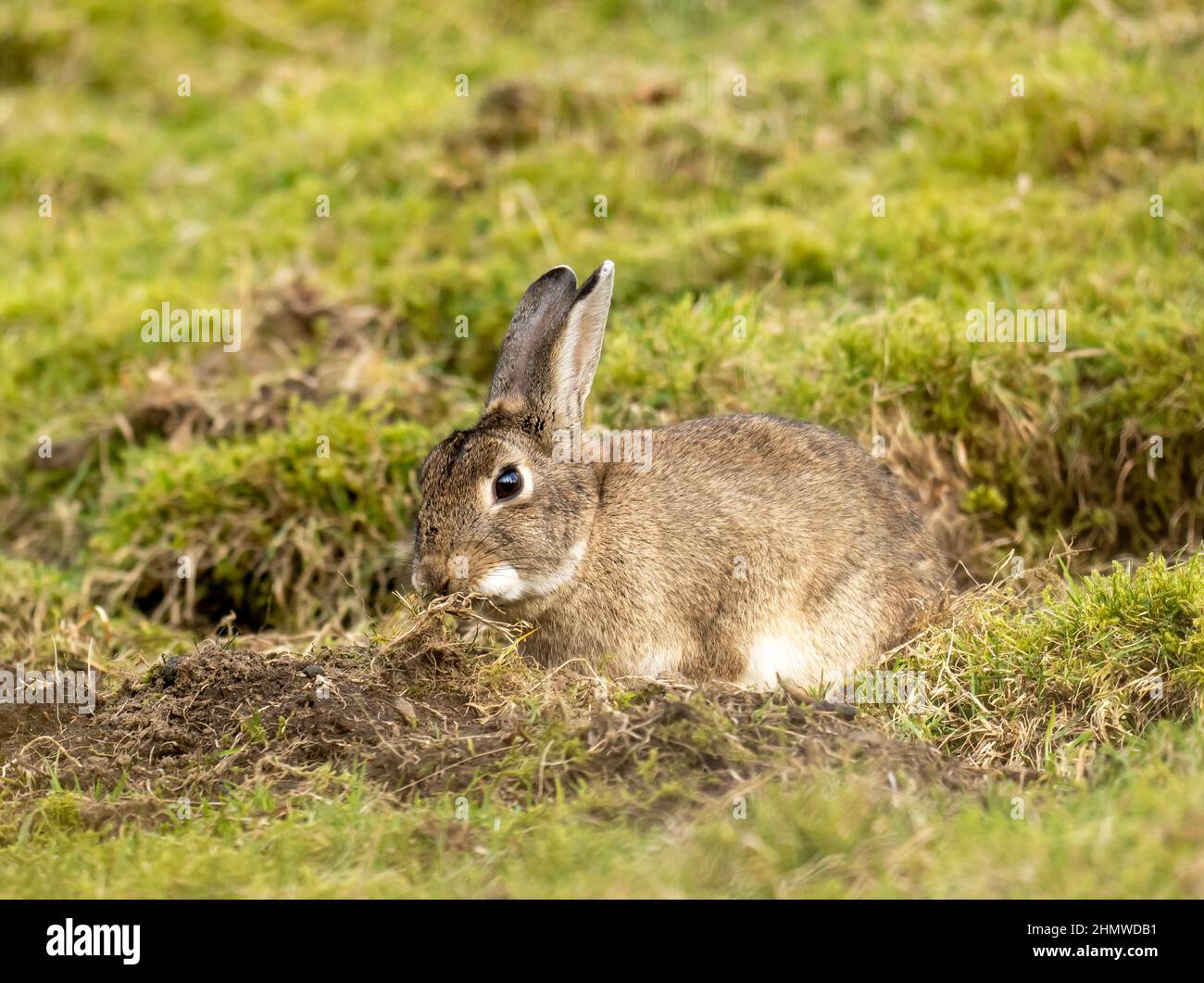 Rabbit lake district hi-res stock photography and images - Alamy