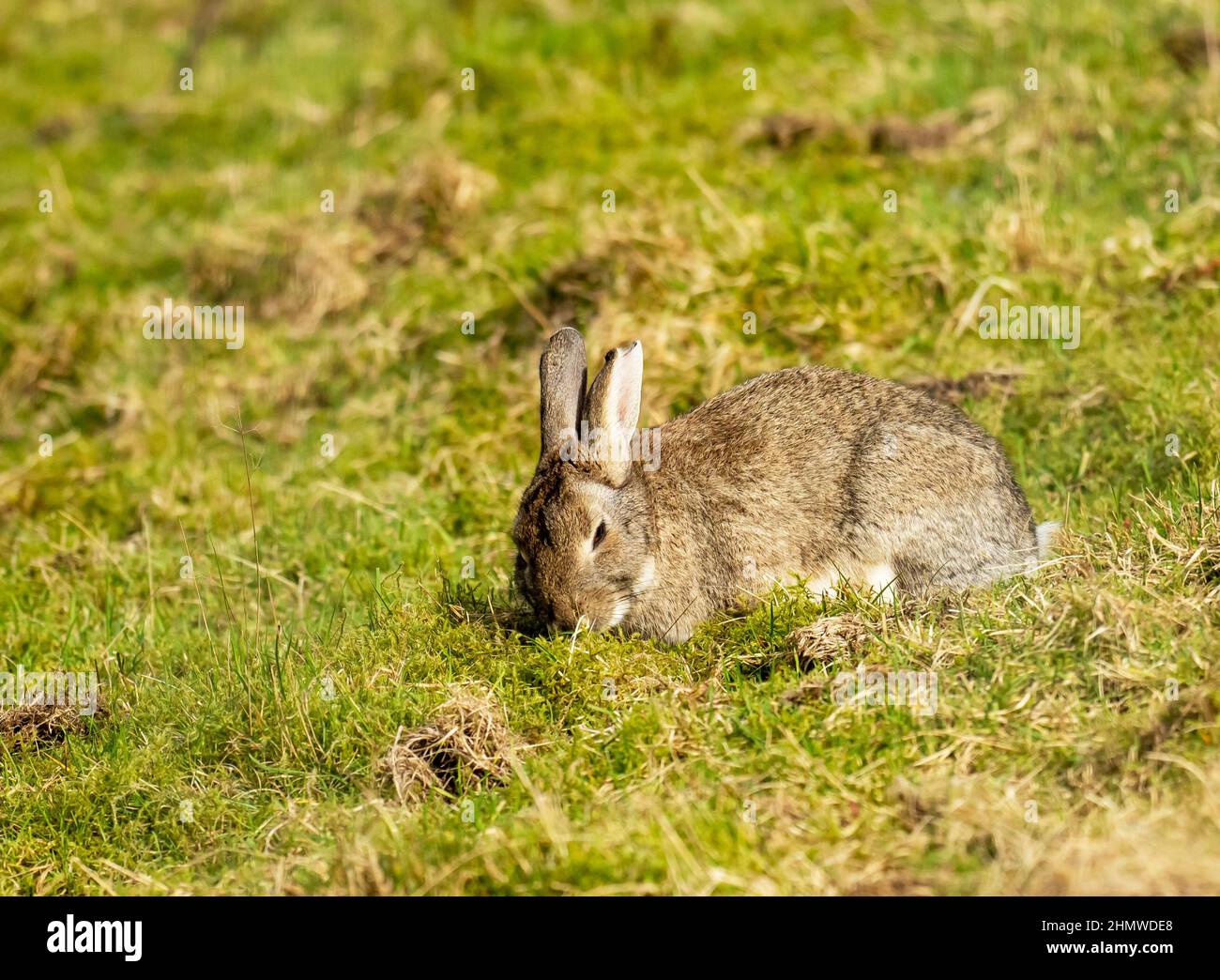 Rabbit, Oryctolagus cuniculus in Ambleside, Lake District, UK Stock ...