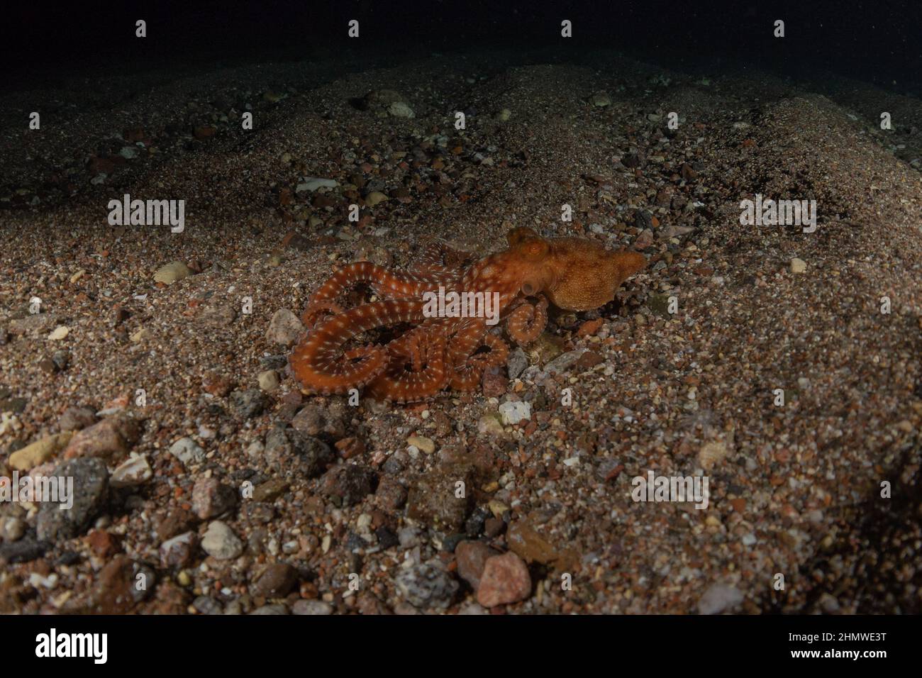Octopus king of camouflage in the Red Sea, Eilat Israel Stock Photo - Alamy