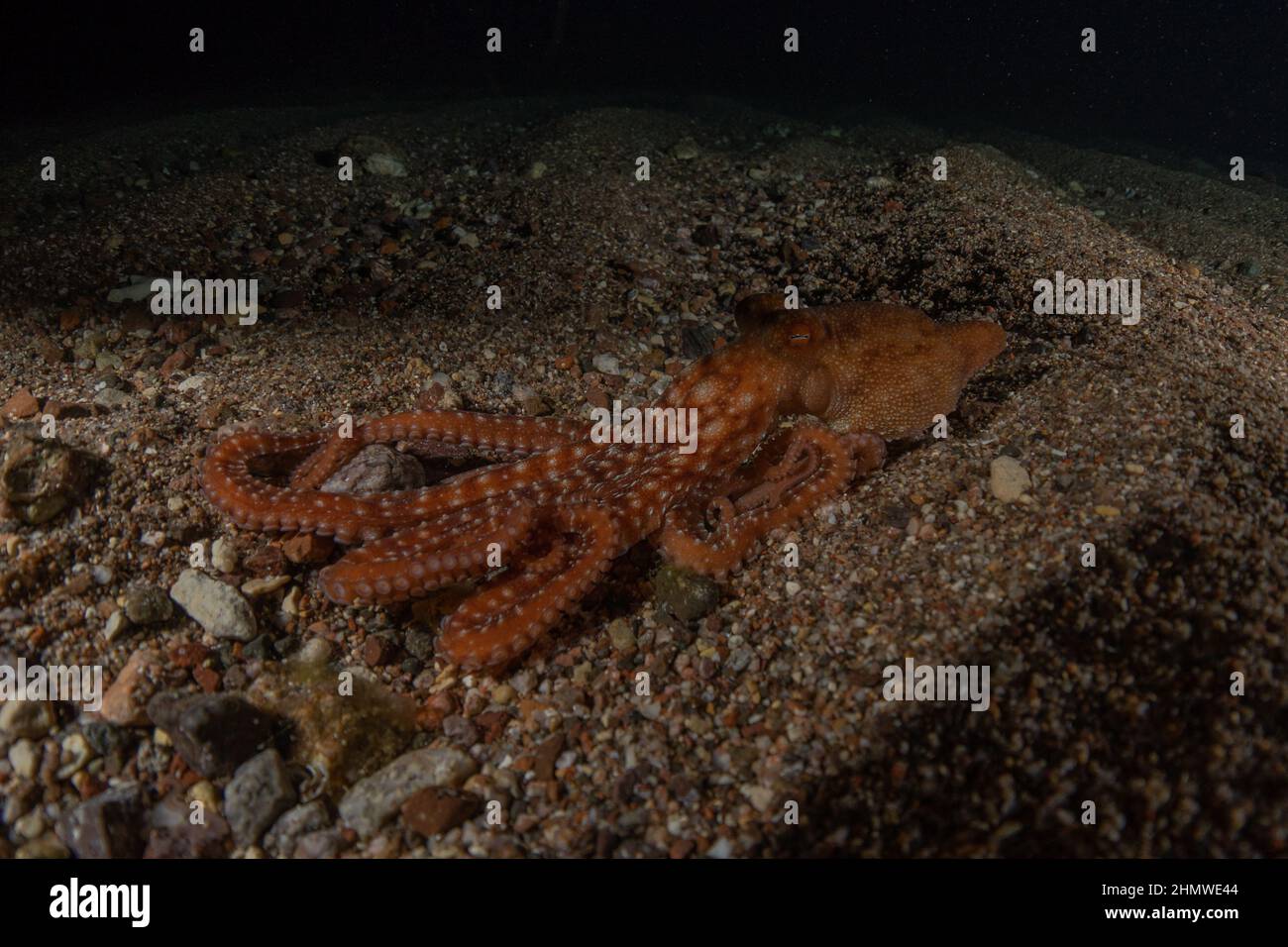 Octopus king of camouflage in the Red Sea, Eilat Israel Stock Photo - Alamy